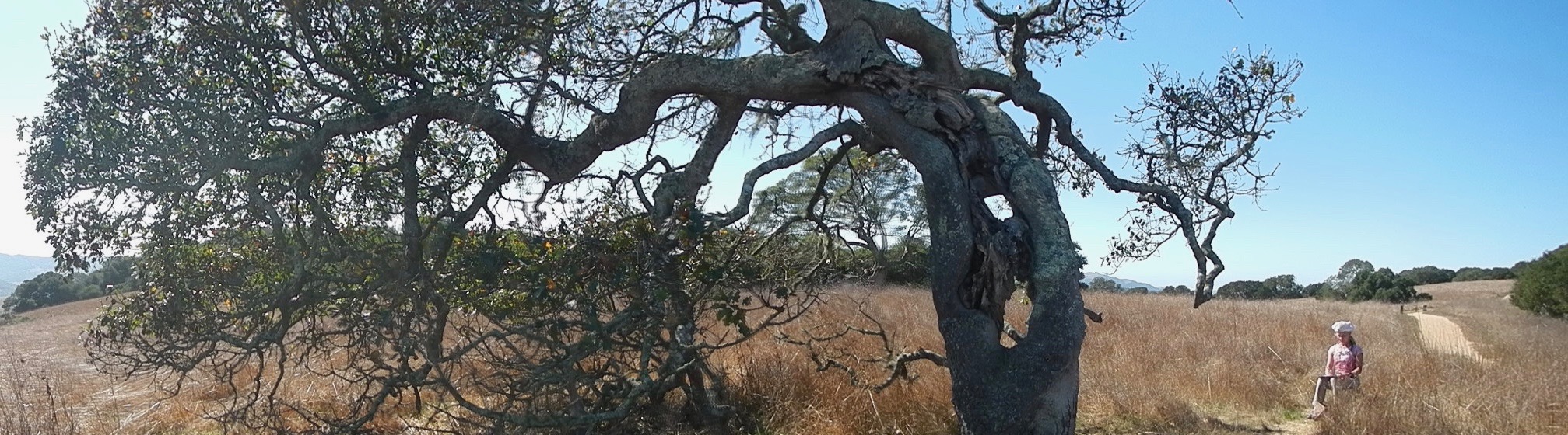 Tree Drawing Ideas For You to Use in Your Nature Journal