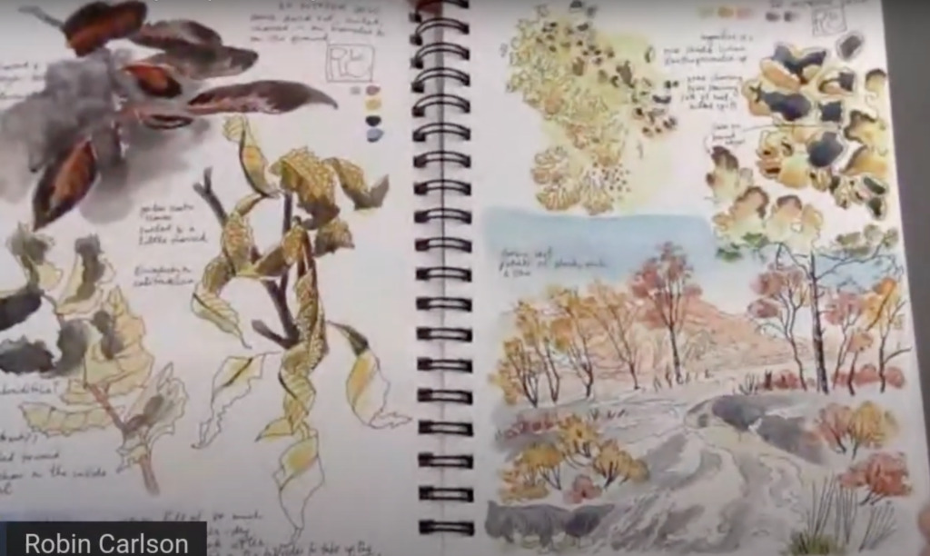 Nature Journaling Ecosystem Change with Robin Carlson - Marley Peifer